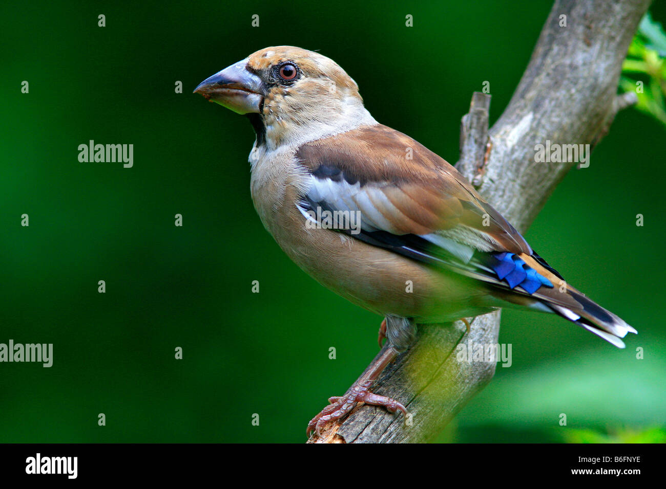 Hawfinch (Coccothraustes coccothraustes Stock Photo - Alamy