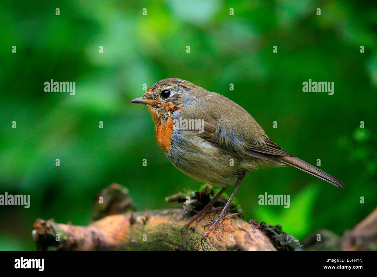 European Robin (Erithacus rubecula Stock Photo - Alamy