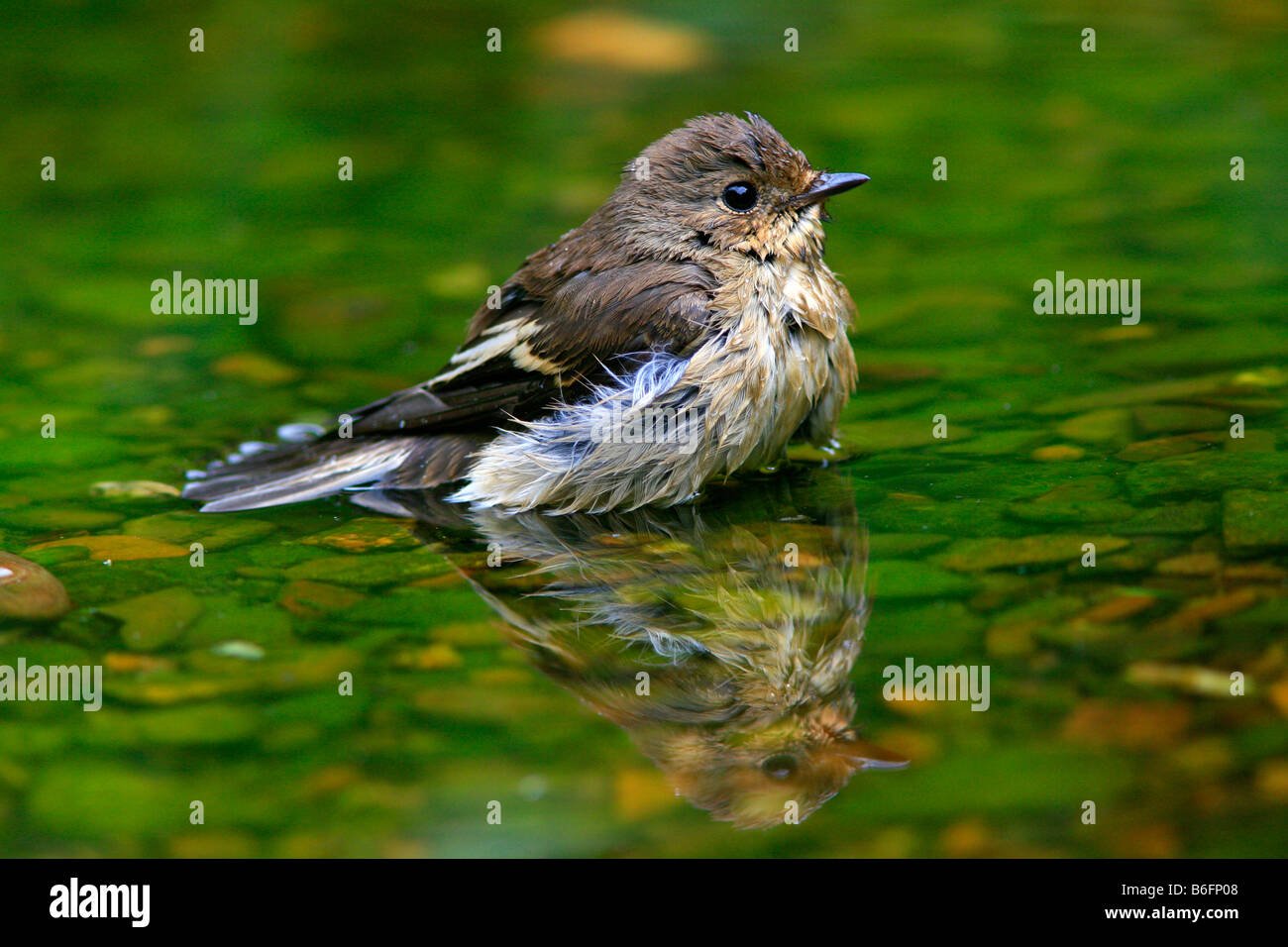 European Pied Flycatcher (Ficedula hypoleuca) bathing in a stream Stock ...