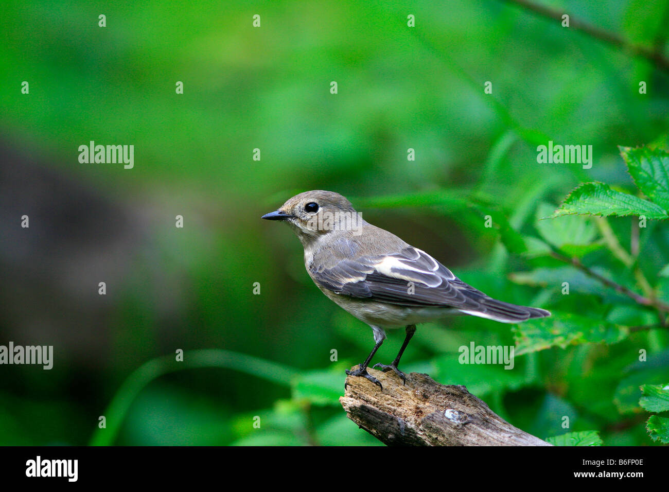 European Pied Flycatcher (Ficedula hypoleuca Stock Photo - Alamy