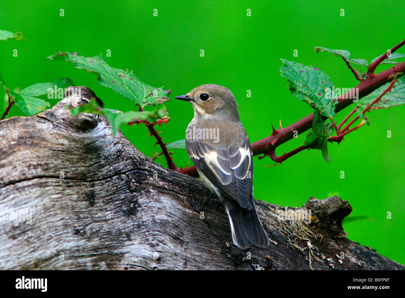 European Pied Flycatcher (Ficedula hypoleuca Stock Photo - Alamy