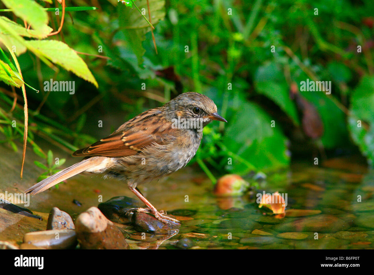 Dunnock (Prunella modularis) in a brook Stock Photo - Alamy
