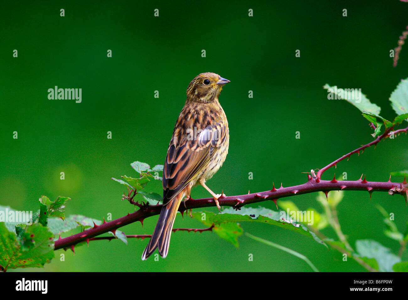Female Yellowhammer (Emberiza citrinella Stock Photo - Alamy
