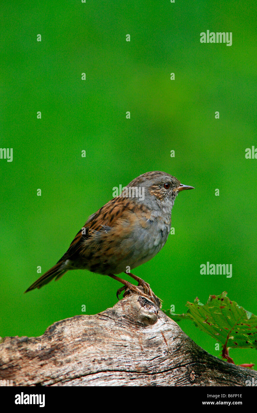 Dunnock (Prunella modularis Stock Photo - Alamy