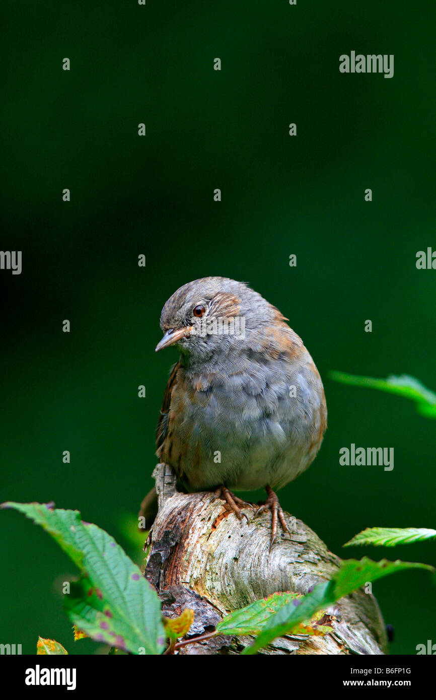 Dunnock (Prunella modularis Stock Photo - Alamy