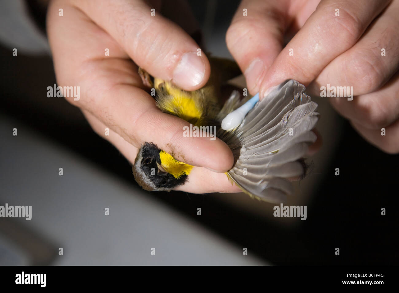 A bird bander sterilizes the vein of an adult male Common Yellowthroat ...