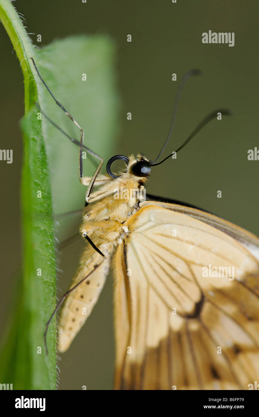 Peacock Pansy (Junonia almana) hanging from a leaf Stock Photo - Alamy