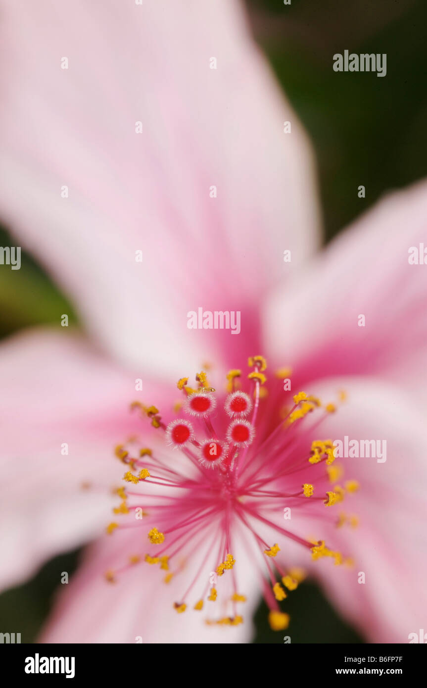 Close-up of stem and pollen of a Red Hibiscus (Hibiscus), blossom Stock ...