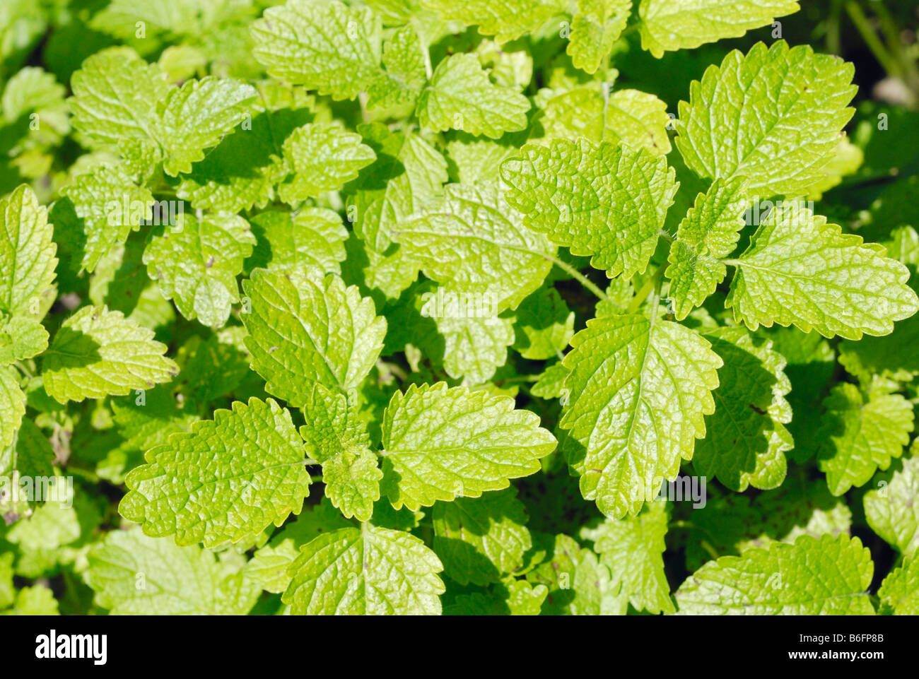Light yellow leaves of the Lemon balm (Melissa officinalis) plant Stock ...