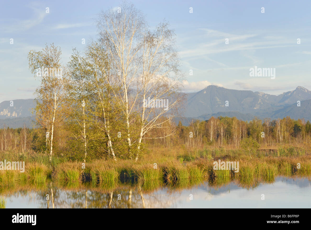 Marsh landscape with pond and birch grove, Alps at back, Nicklheim ...
