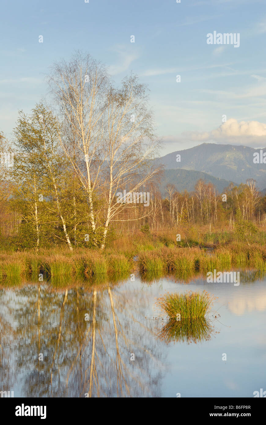 Marsh landscape with pond and birch grove, Alps at back, Nicklheim ...