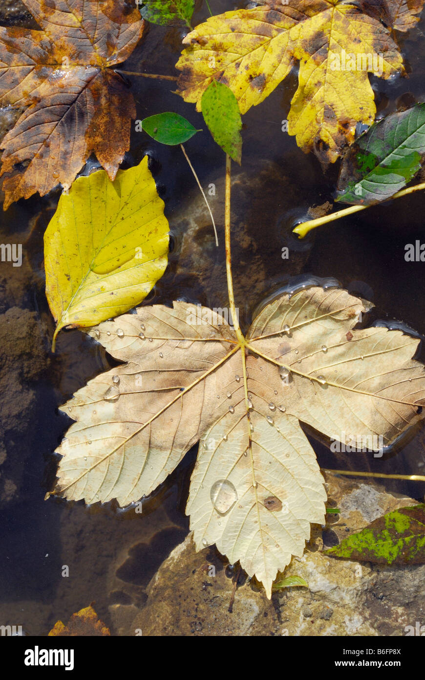Common ash tree with autumn leaves hi-res stock photography and images ...