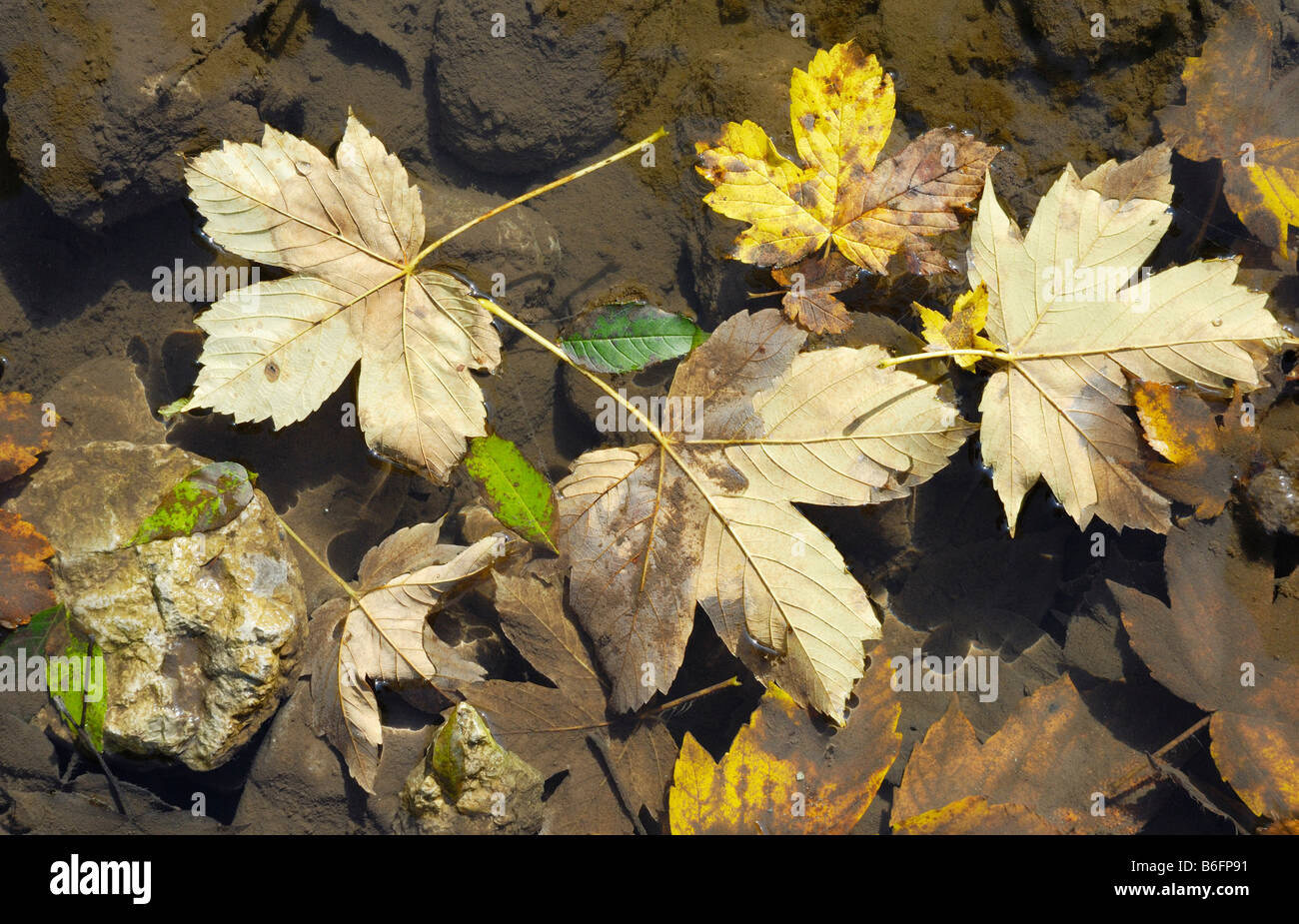 Common ash tree with autumn leaves hi-res stock photography and images ...