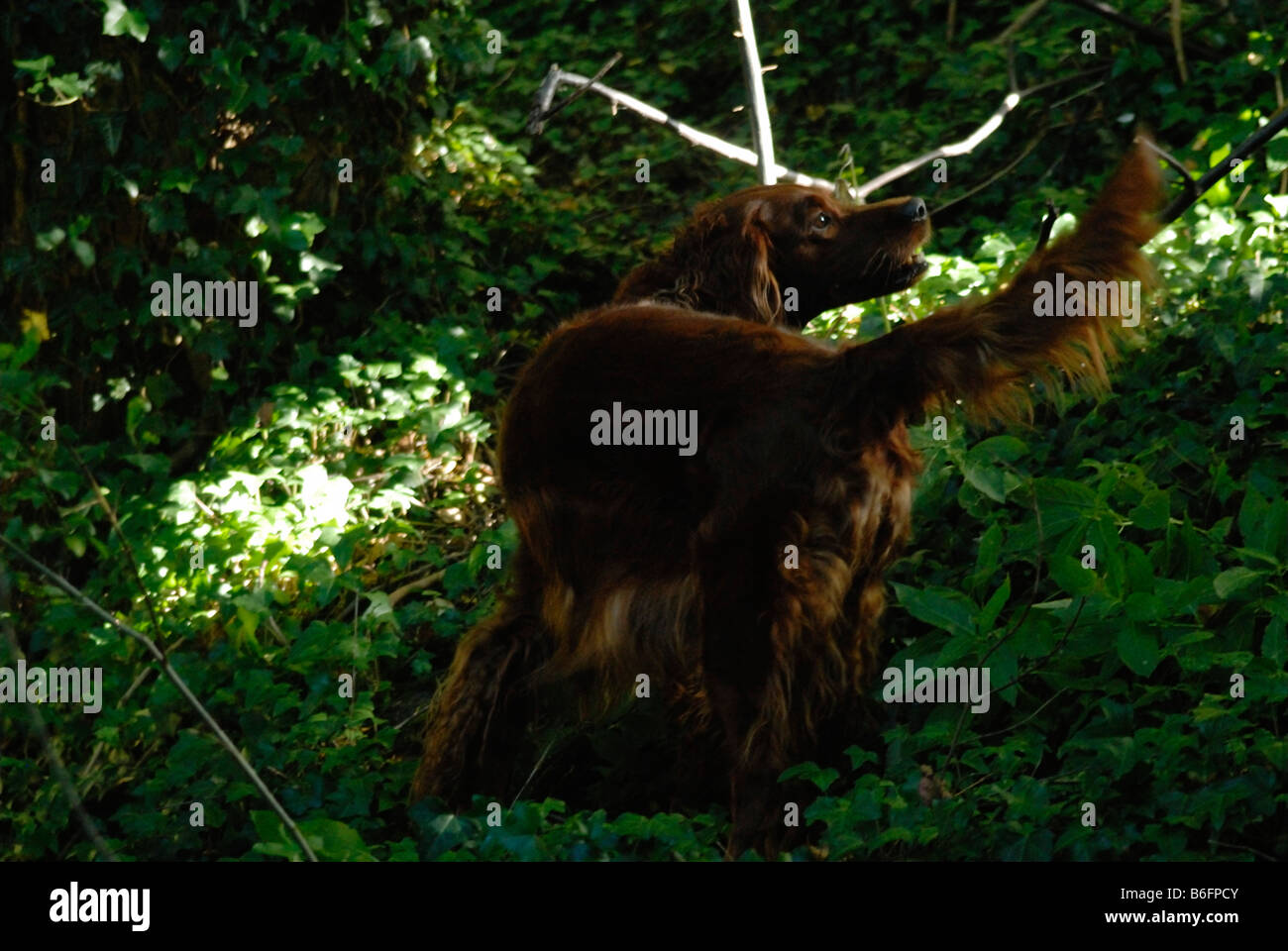 red setter in a wood Stock Photo - Alamy