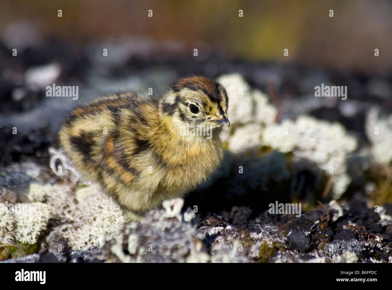 Ptarmigans canada hi-res stock photography and images - Alamy