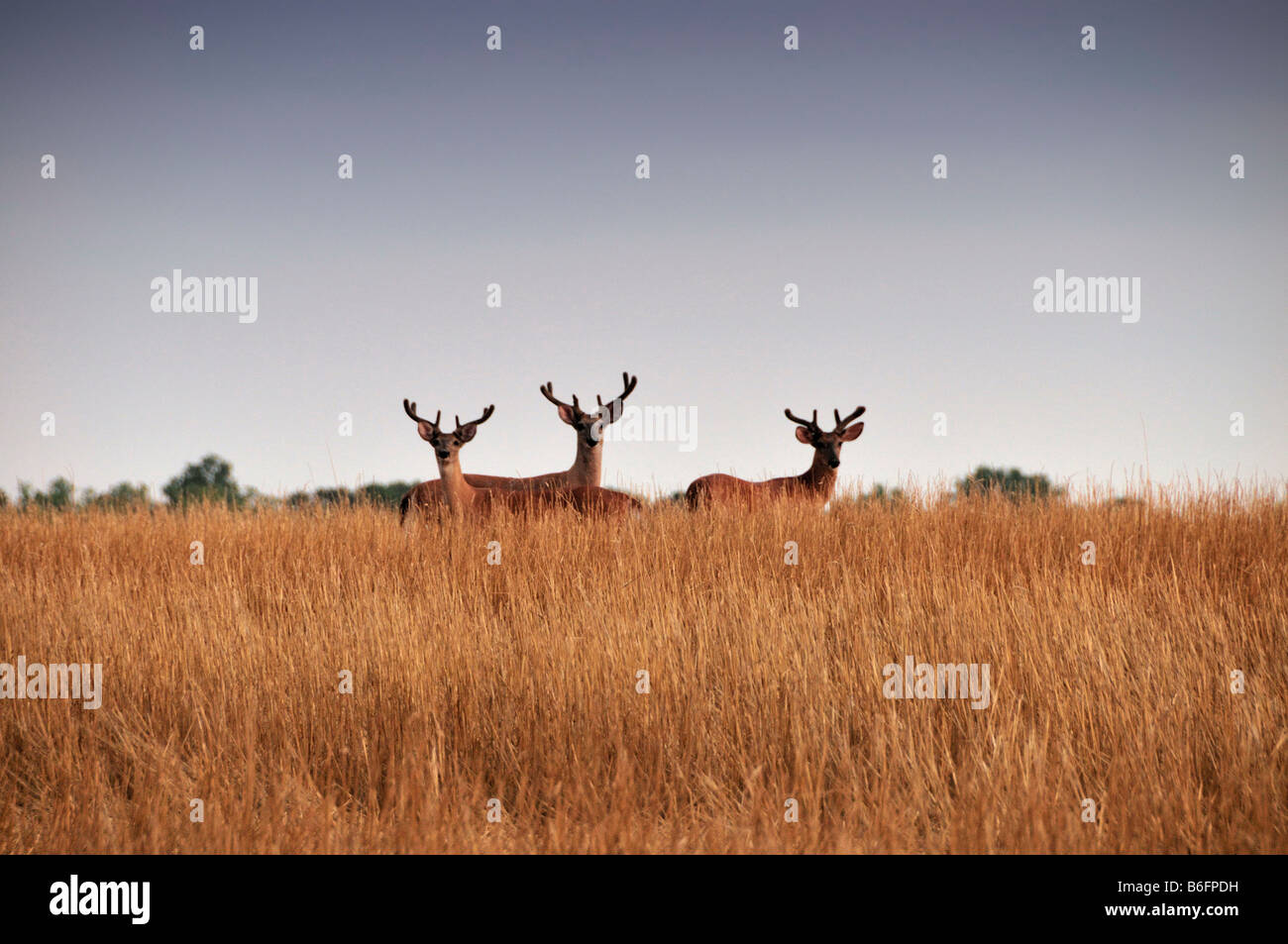Three Hunting Horns High Resolution Stock Photography and Images - Alamy