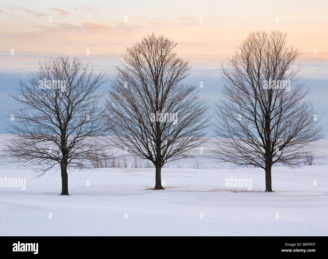 Three trees in Shoop Park, the Racine public golf course, are ...