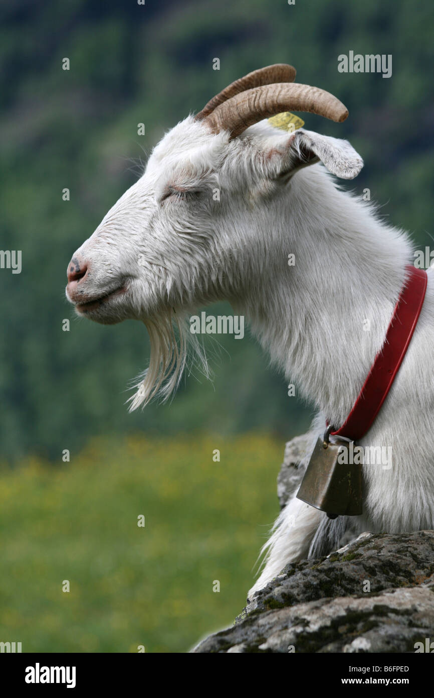 Norwegische fauna hi-res stock photography and images - Alamy