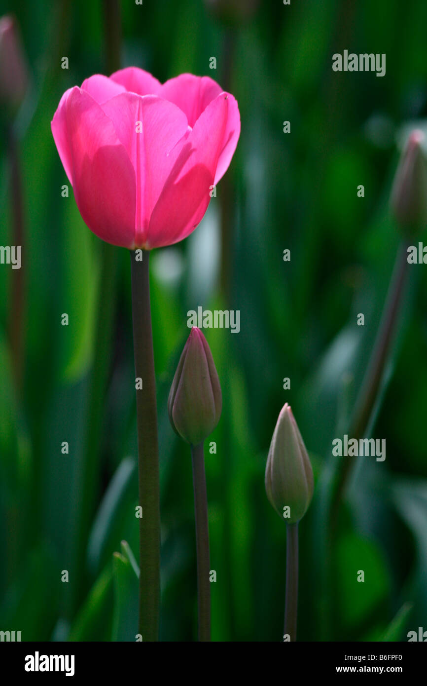 Tulip (Tulipa) and buds Stock Photo - Alamy