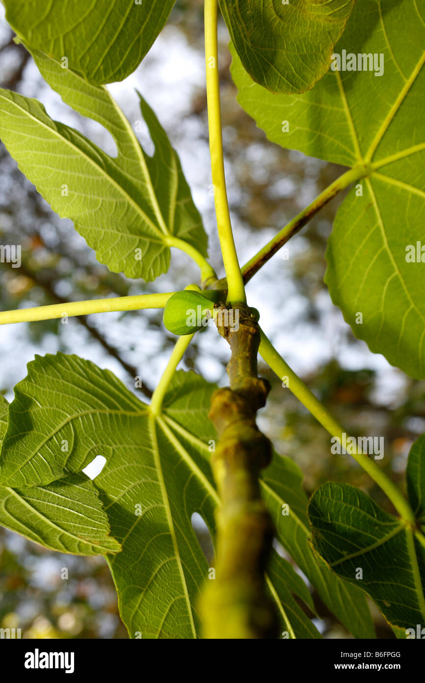 Immature tree hi-res stock photography and images - Alamy