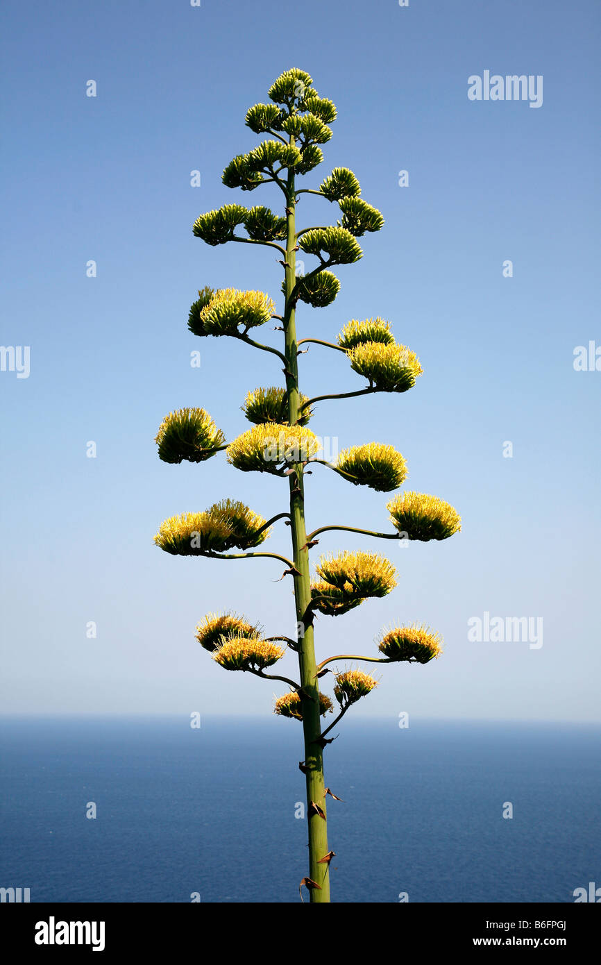 Agave with flowers hi-res stock photography and images - Alamy