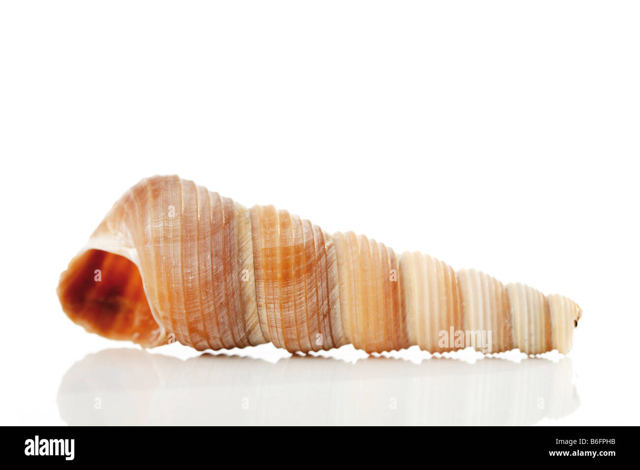 Inside mussel shell hi-res stock photography and images - Alamy