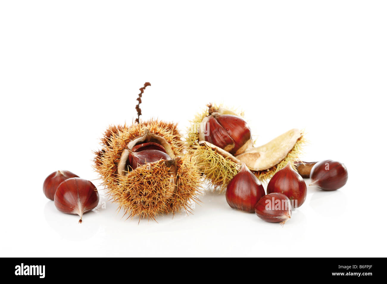 Kastanien chestnuts hi-res stock photography and images - Alamy