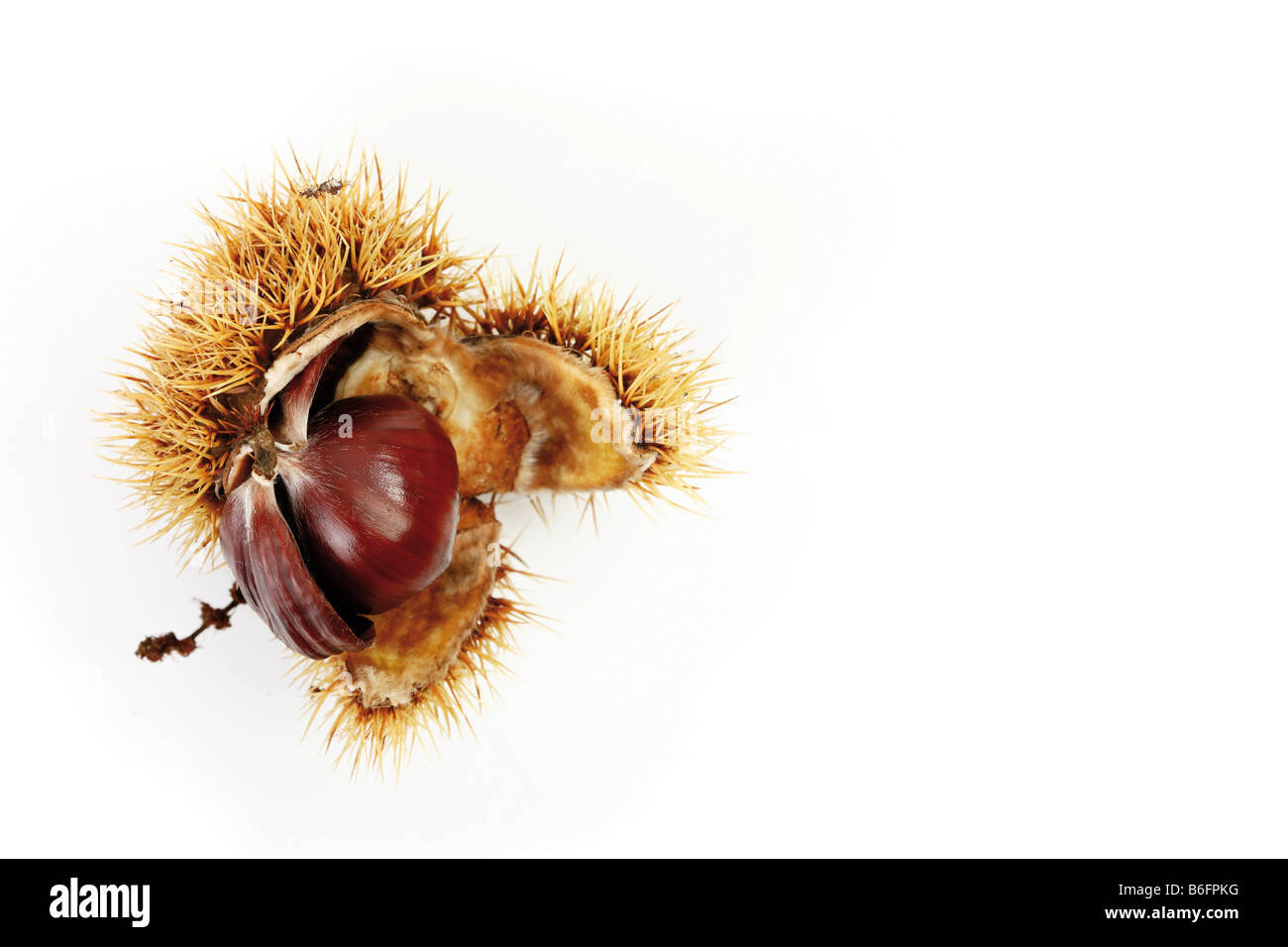 Chestnut (Castanea), fruit Stock Photo - Alamy