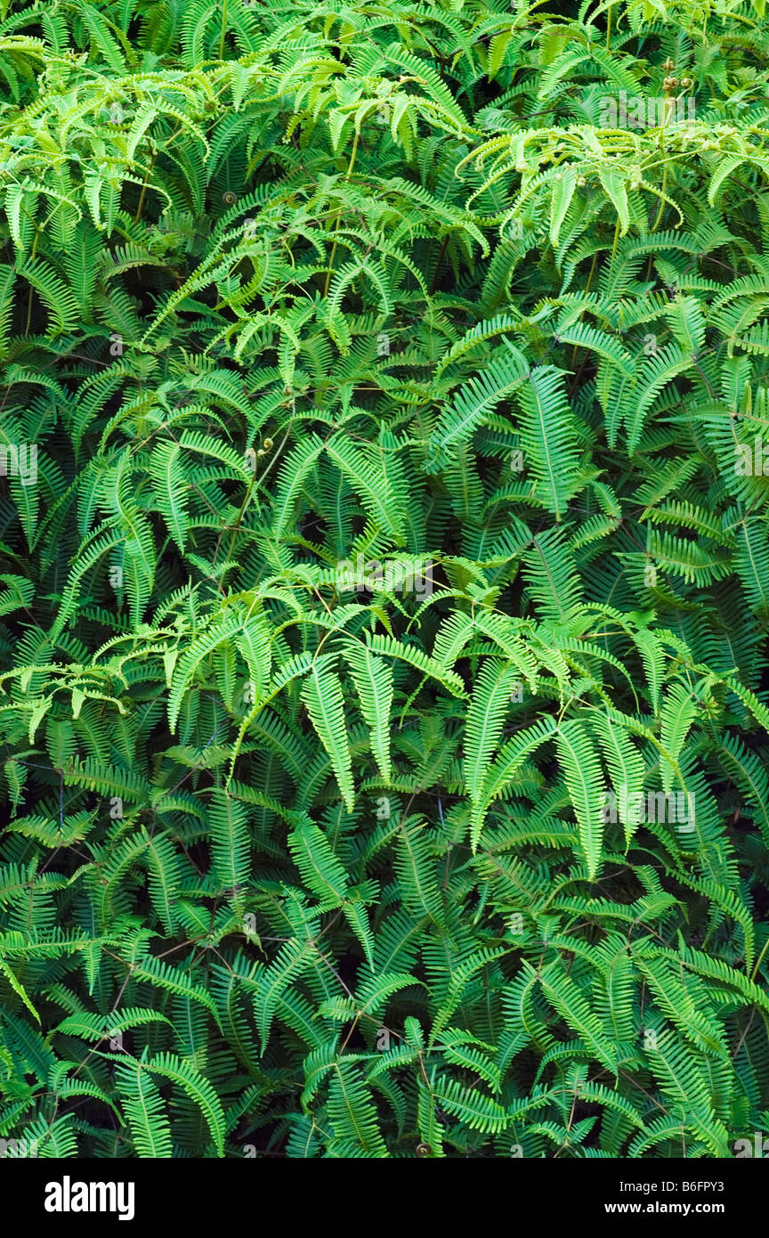 Uluhe or False Staghorn Fern Dicranopteris sp native to Hawaii Stock ...