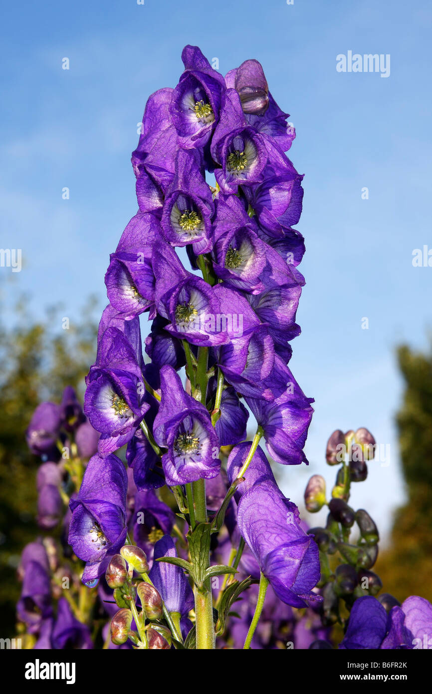 Azure Monkshood (Aconitum arendsii) (Aconitum carmichaelii ´Arendsii ...
