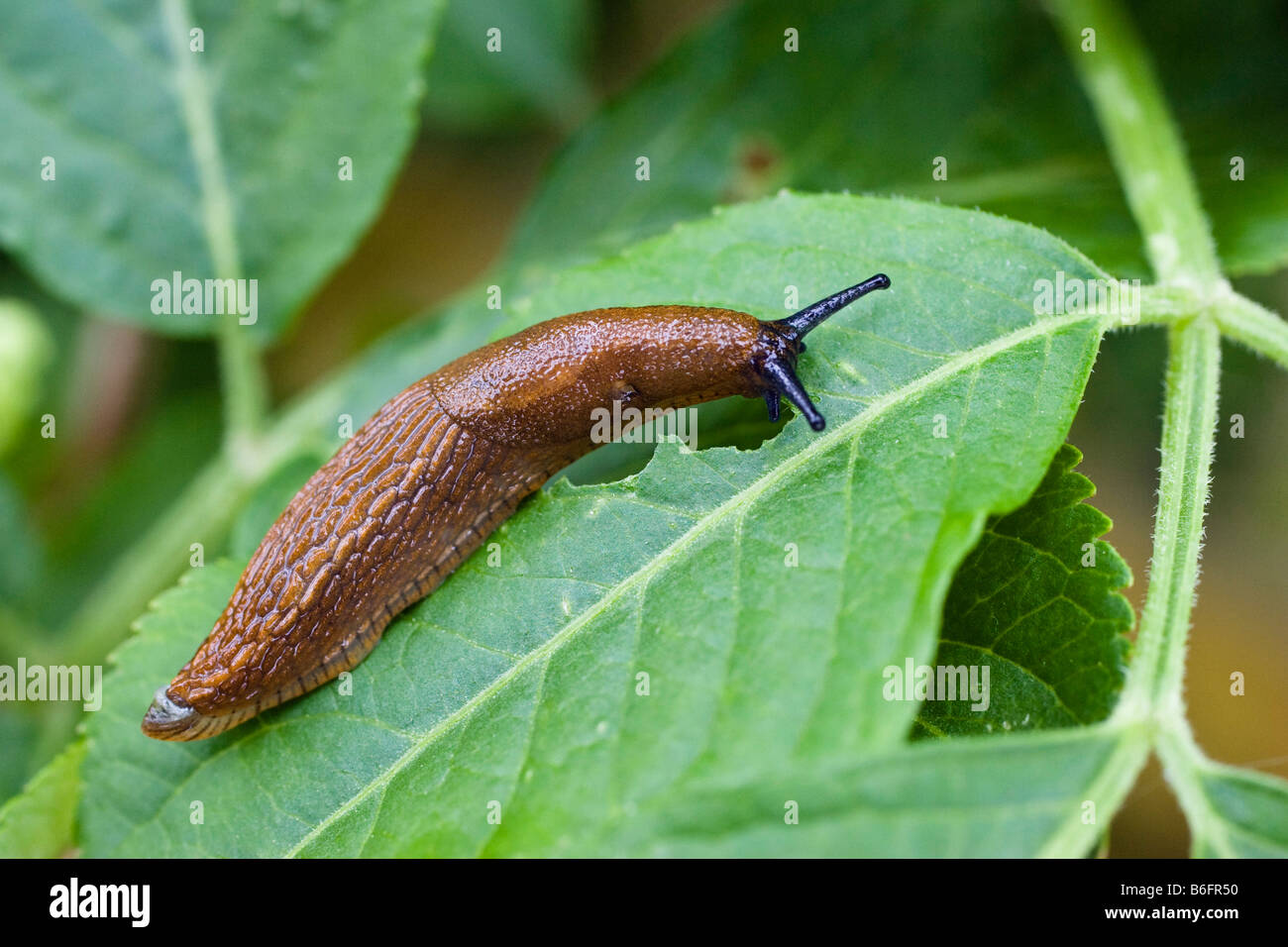 European Red Slug (Arion rufus), Bavaria, Germany, Europe Stock Photo ...