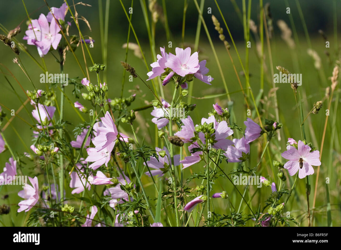 Malva moschata flowers hi-res stock photography and images - Alamy