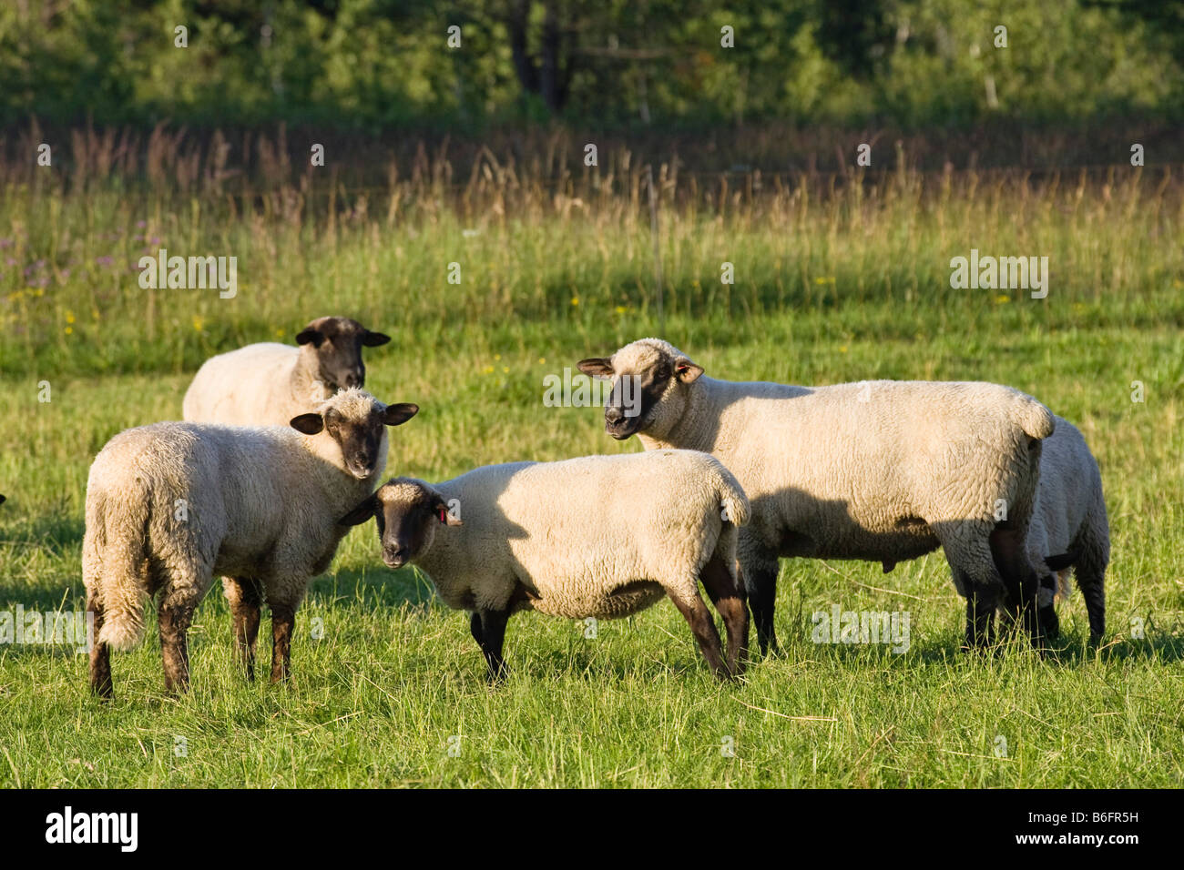 German blackhead sheep hi-res stock photography and images - Alamy