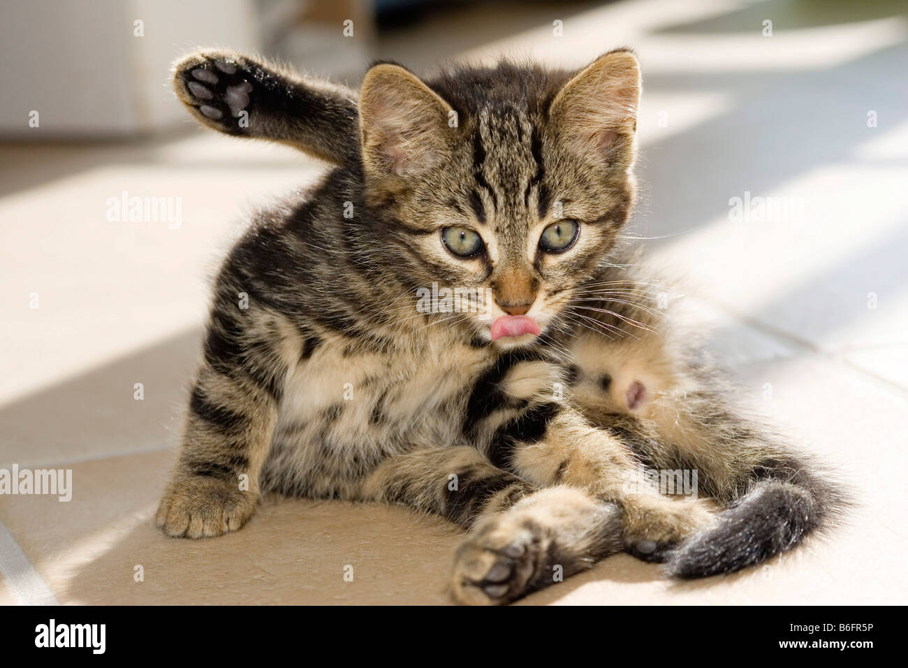 Domestic kitten cleaning itself, Germany Stock Photo - Alamy