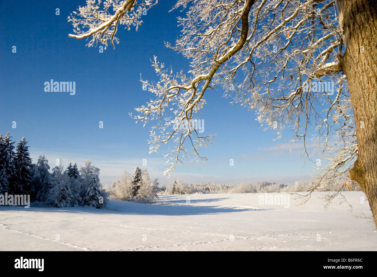 Winter landscape scenery, trees, Bavaria, Germany, Europe Stock Photo ...