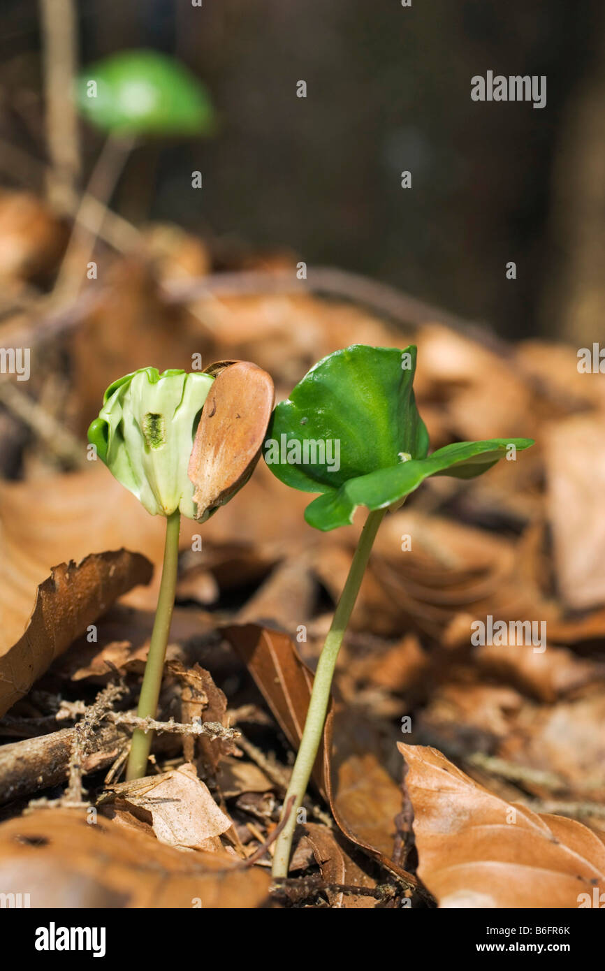 Keimend High Resolution Stock Photography and Images - Alamy