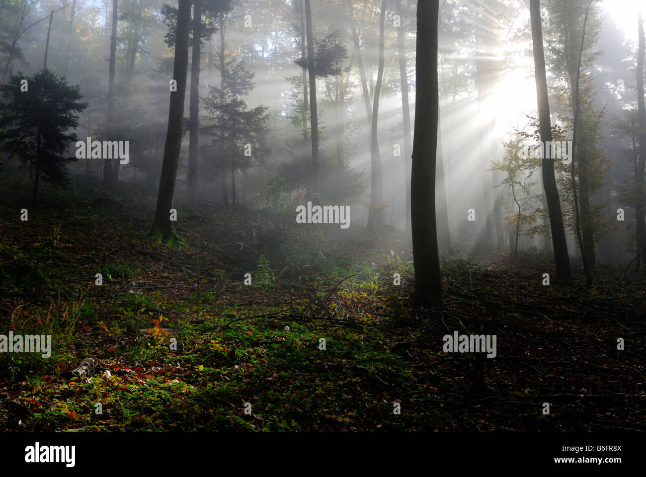 Autumn in a forest, sun beams cutting through mist, Emmendingen, Baden ...