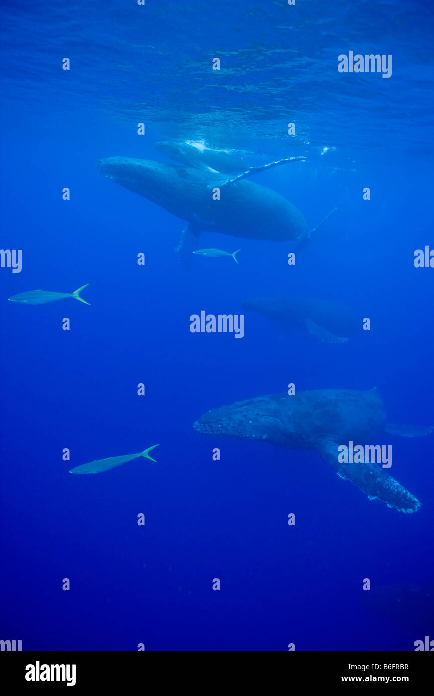 USA Hawaii Big Island Underwater view of Humpback Whale Cow and Calf ...