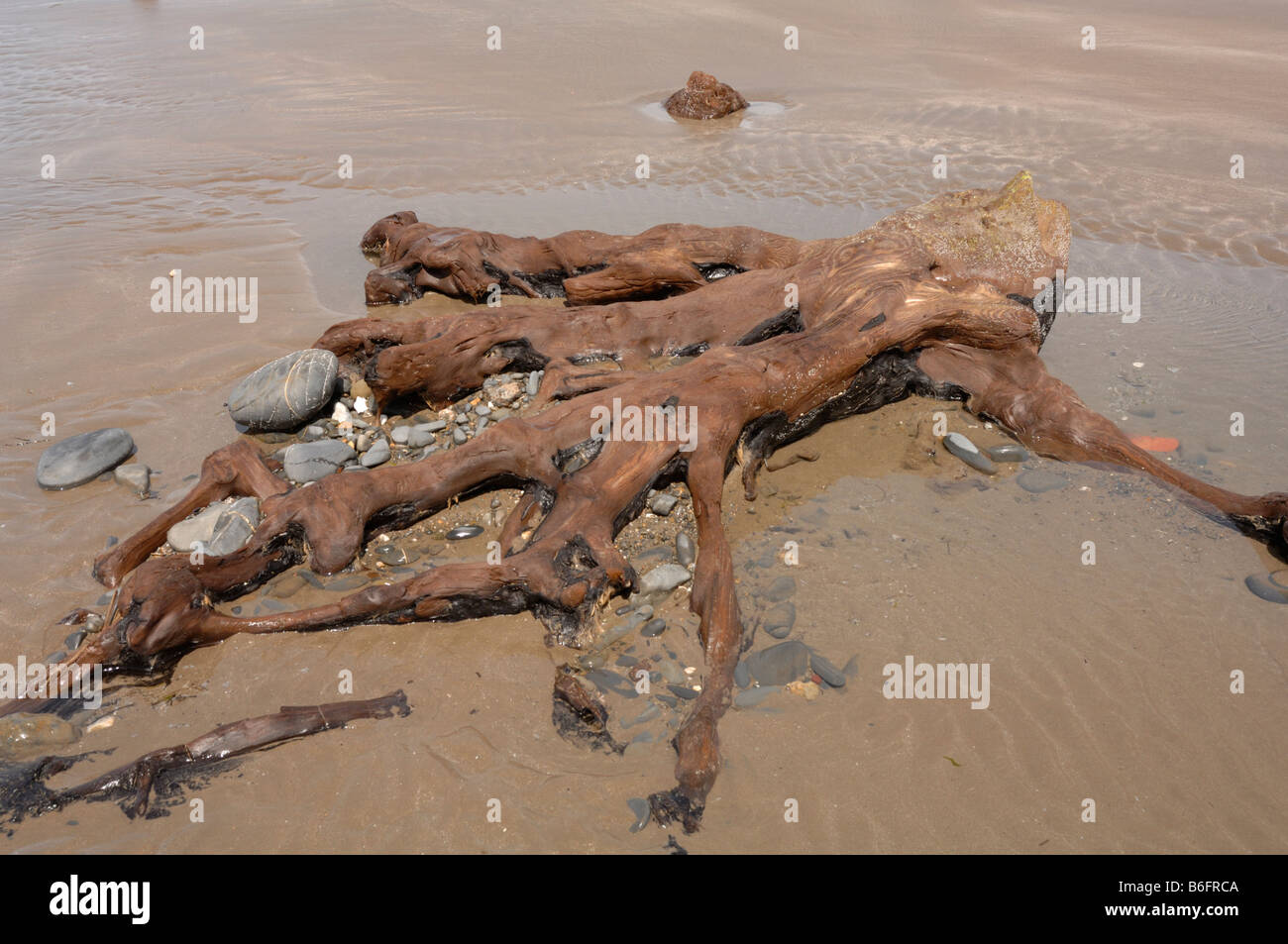 Petrified forest Beach Borth Wales UK Europe Stock Photo - Alamy