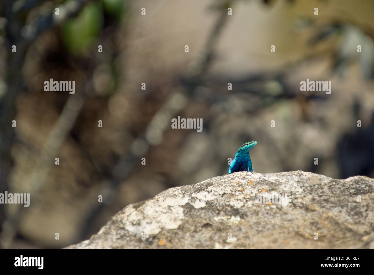 African lizard hi-res stock photography and images - Alamy