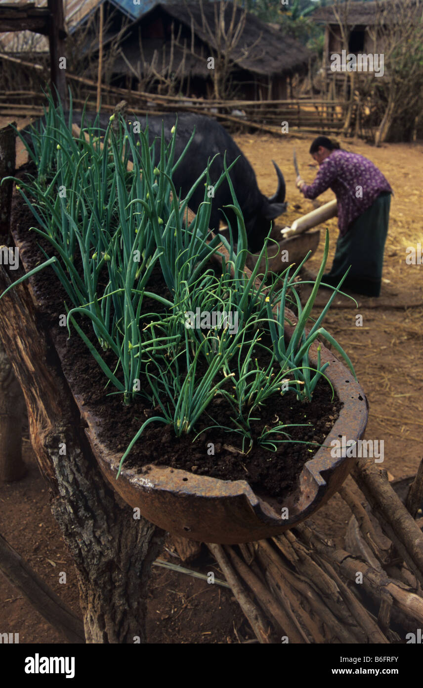 Vietnam-era cluster bomb casing used as onion planter in Hmong village ...