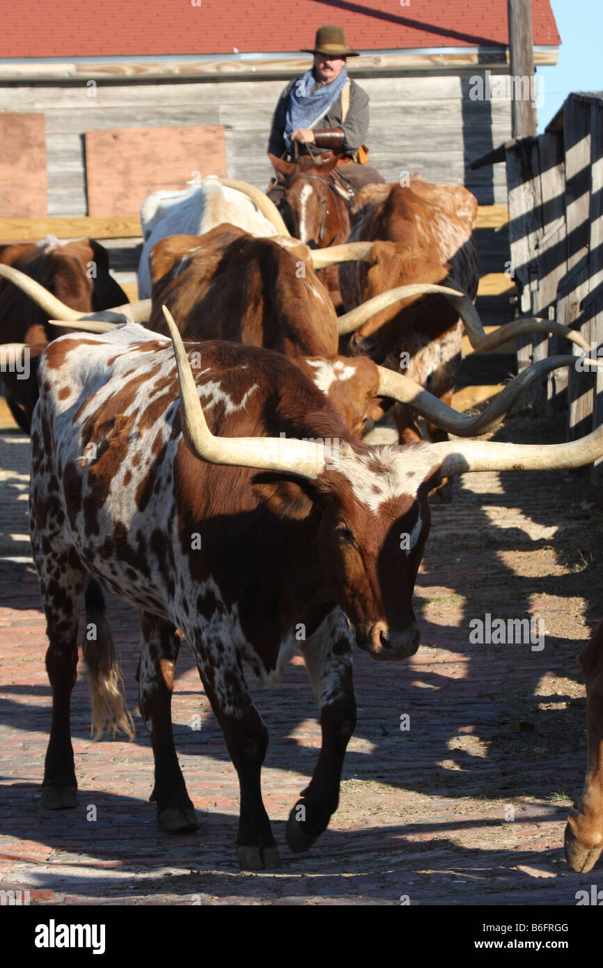 Old Western Cattle Drive High Resolution Stock Photography and Images ...