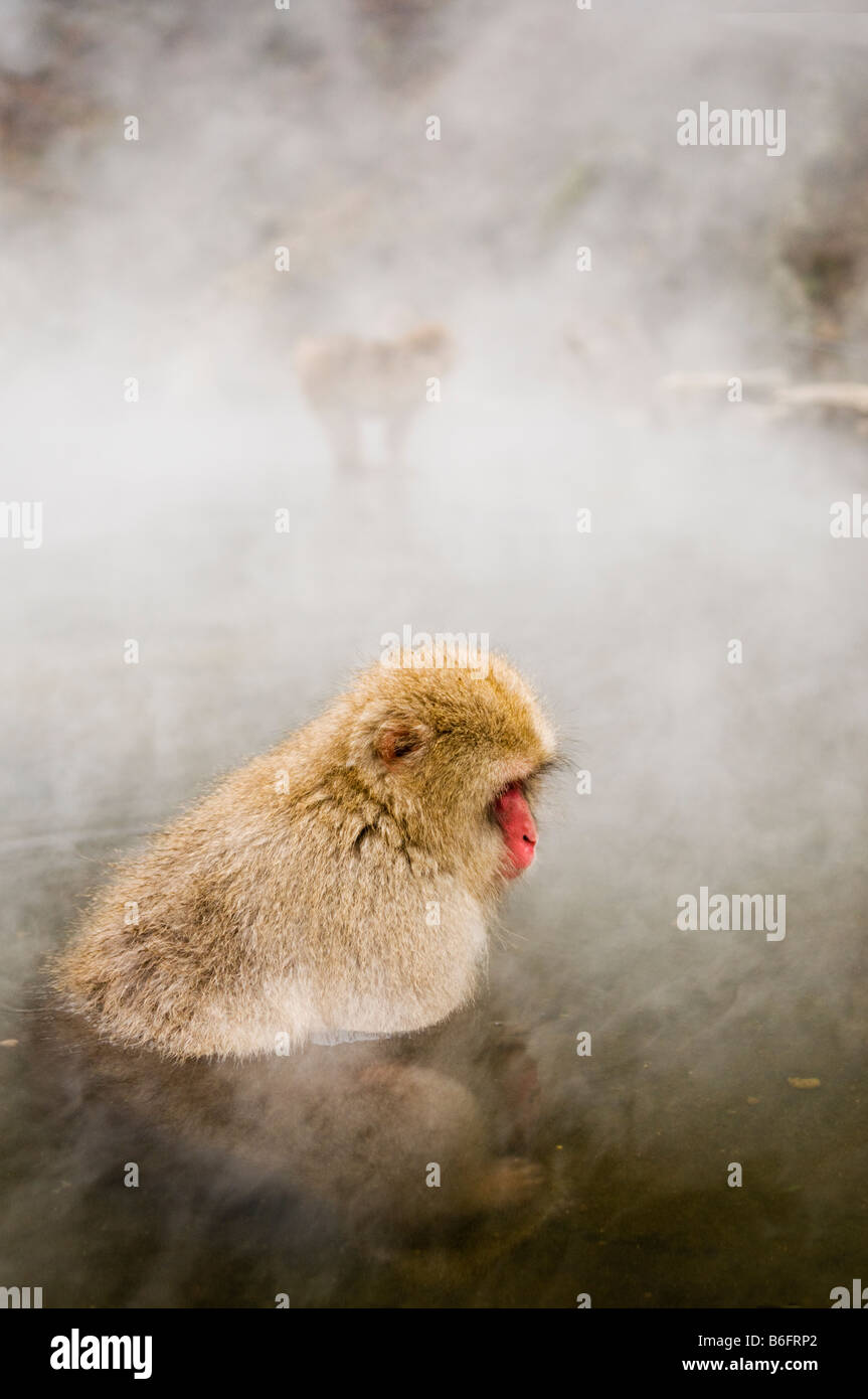 Japanese Macaque snow monkey at Jigokudani Monkey Park Nagano Japan ...