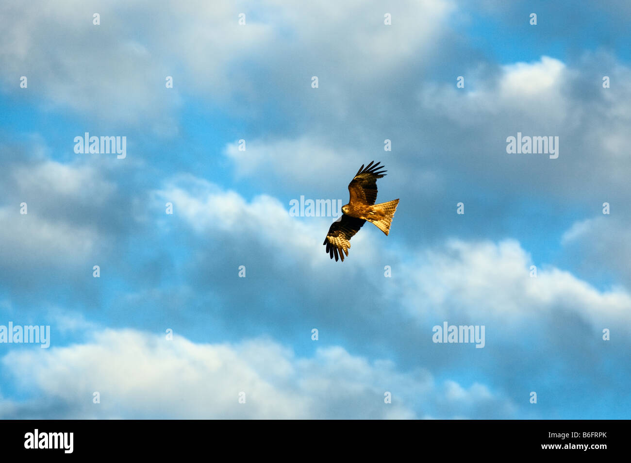 Falcon hi-res stock photography and images - Alamy