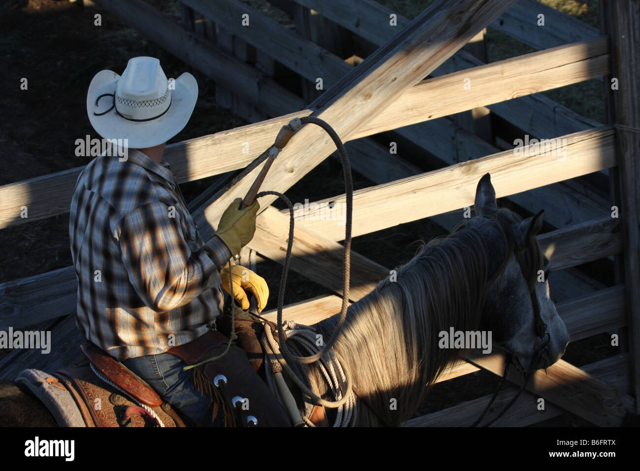 Cowboy working with cattle hi-res stock photography and images - Alamy