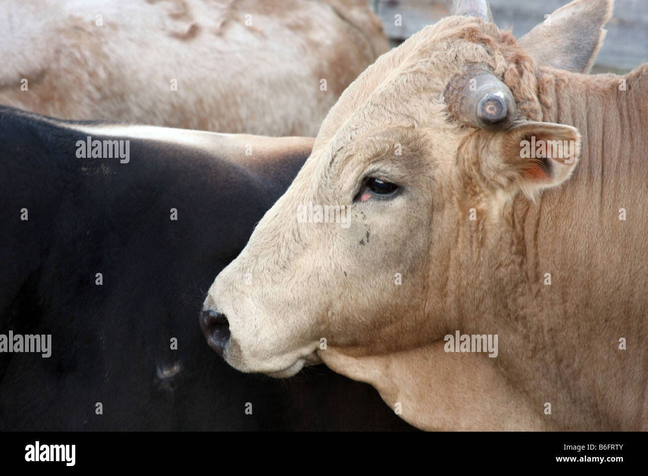 Bulls in the cattle Stockyards of Fort Worth Texas Stock Photo - Alamy