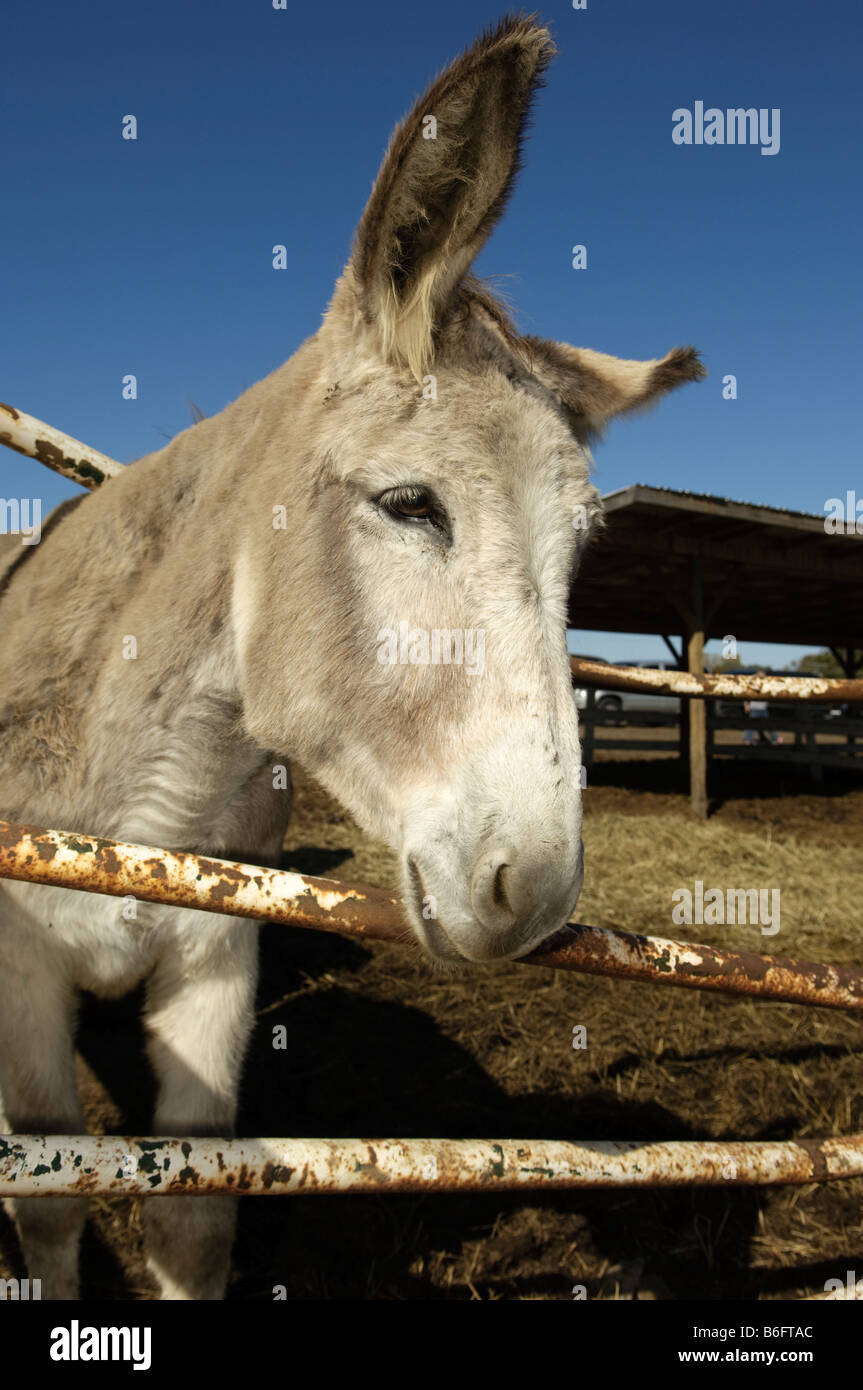 Donkey looking over a metal gate Stock Photo - Alamy