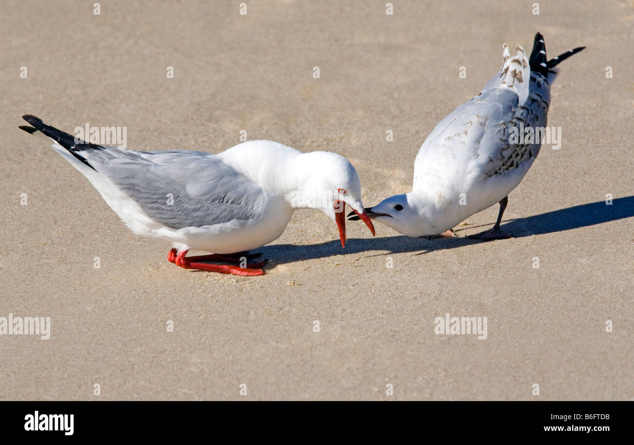 Australian immature silver gulls larus novaehollandiae hi-res stock ...