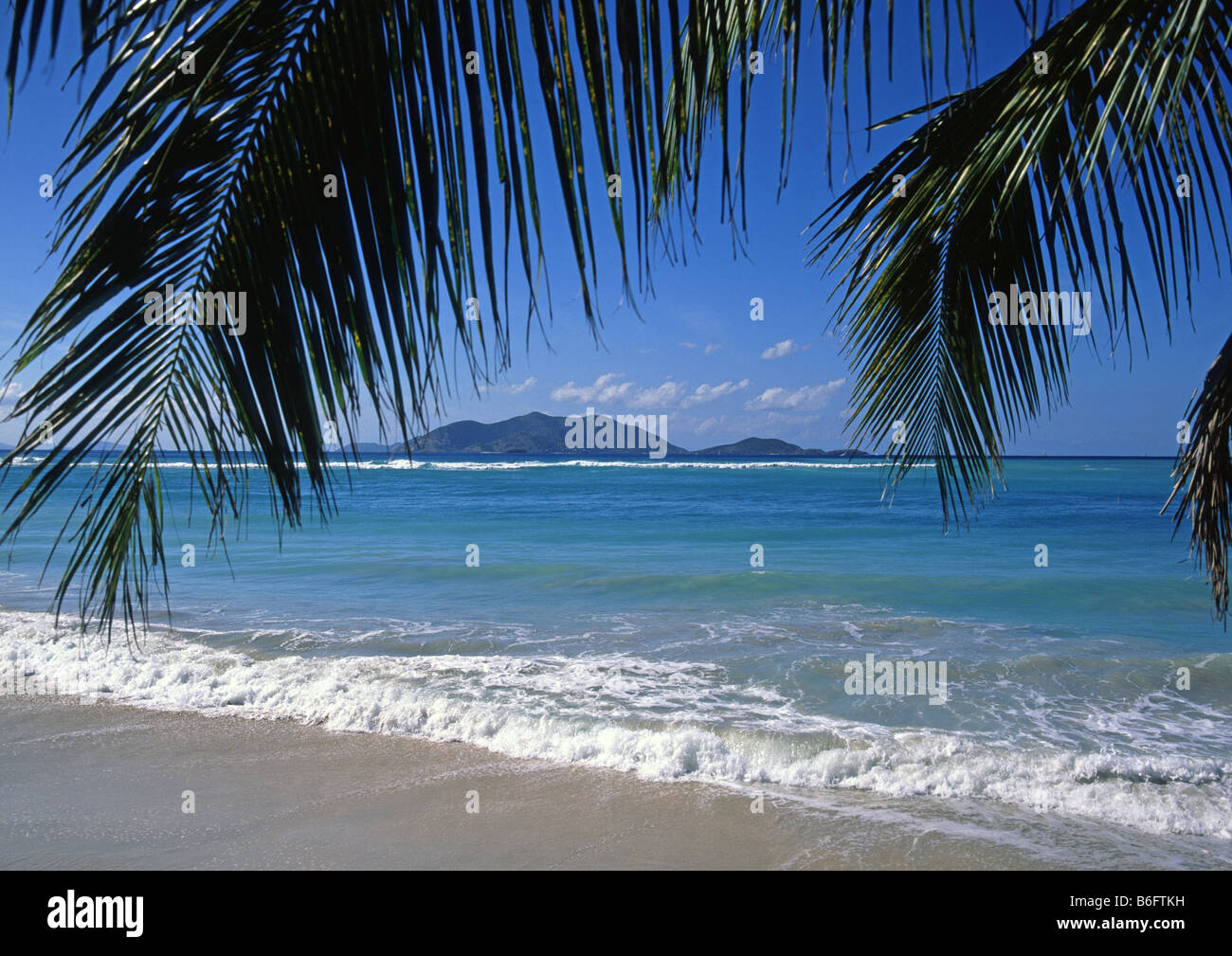 Smooth tropical view palm trees hi-res stock photography and images - Alamy
