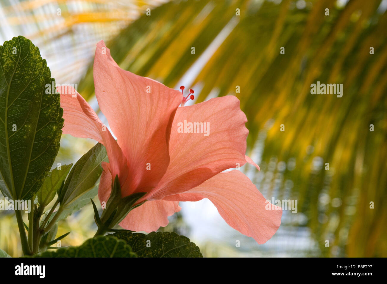 Colourful Hibiscus flower [Hibiscus (disambiguation)] also called ...
